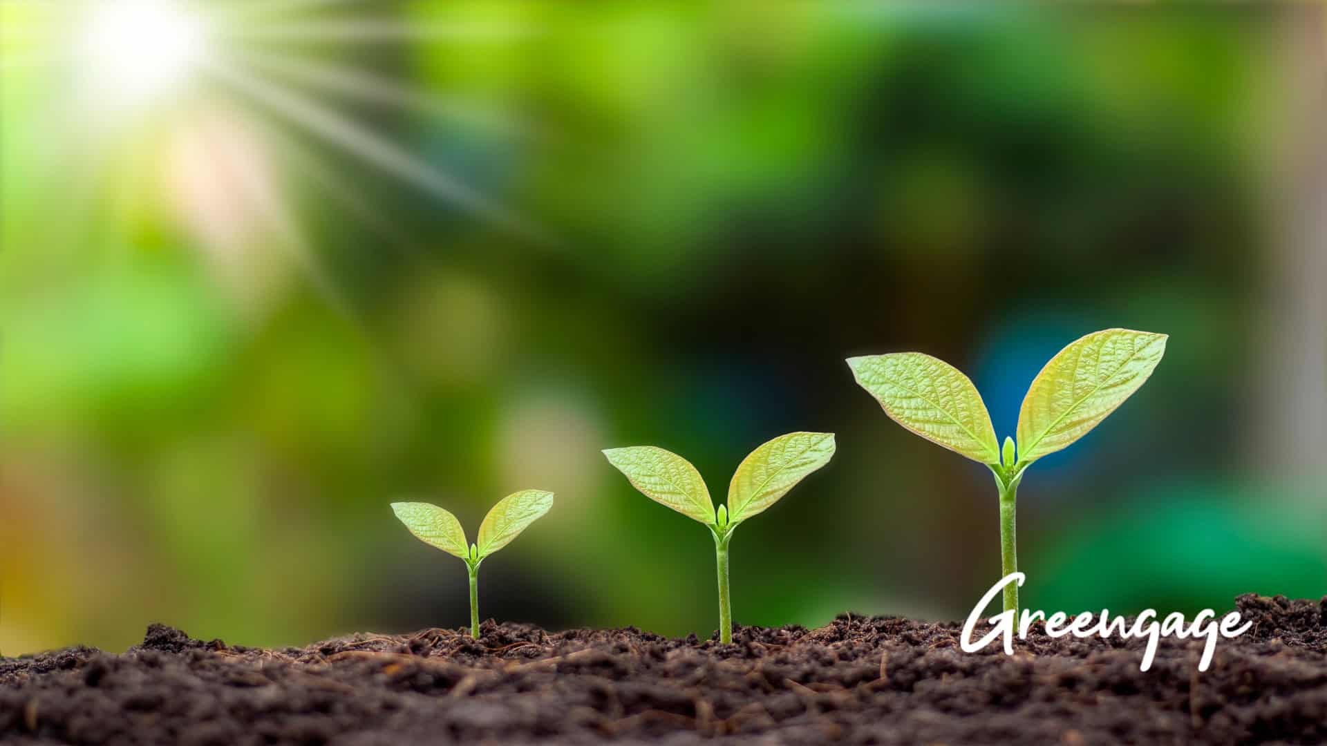 10 Reasons You Should Get ECOsmart Certified • Greengage Solutions